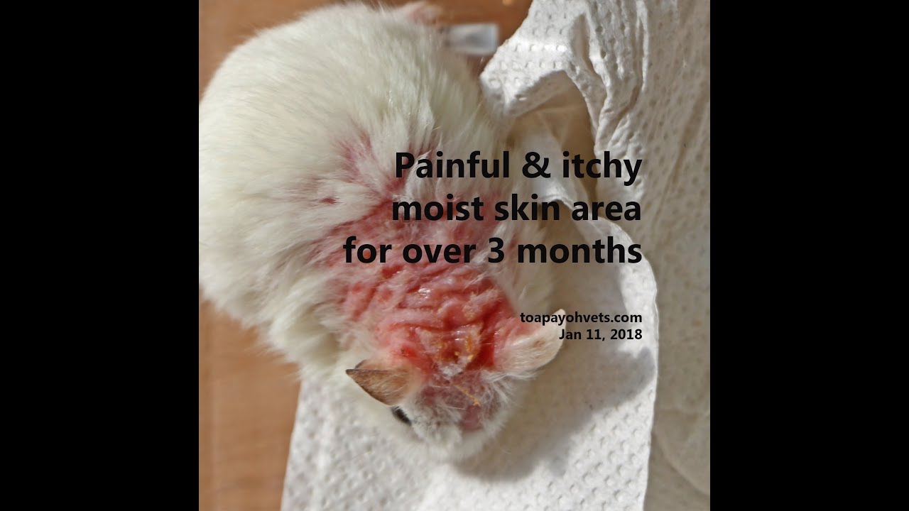 Day 5 inpatient. A dwarf hamster screamed in pain - YouTube