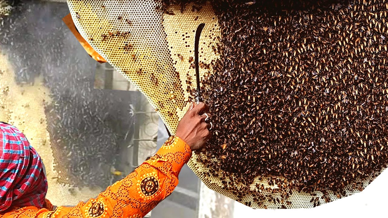 Primitive Technology: Harvest Beehive and Honey Hunting by @Survival ...