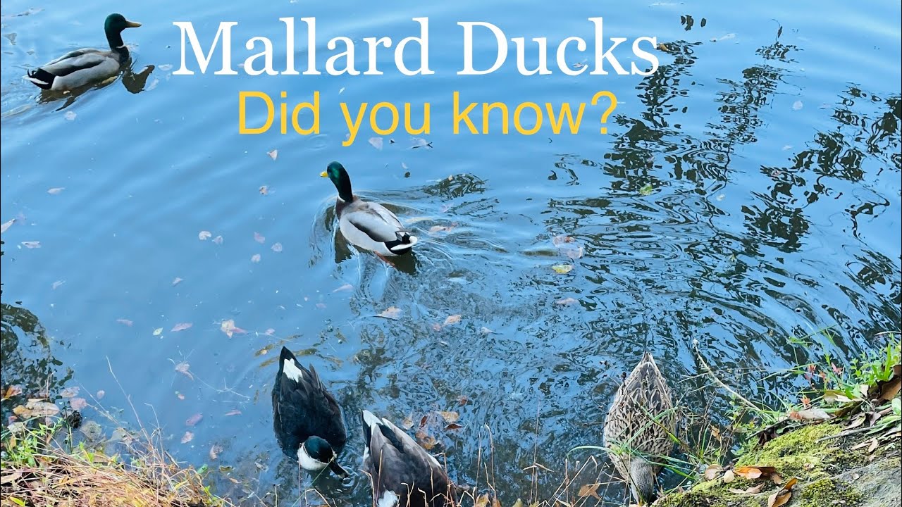 Ducks Life In Nature | Sounds of wildlife,birds,ducks quacking - YouTube