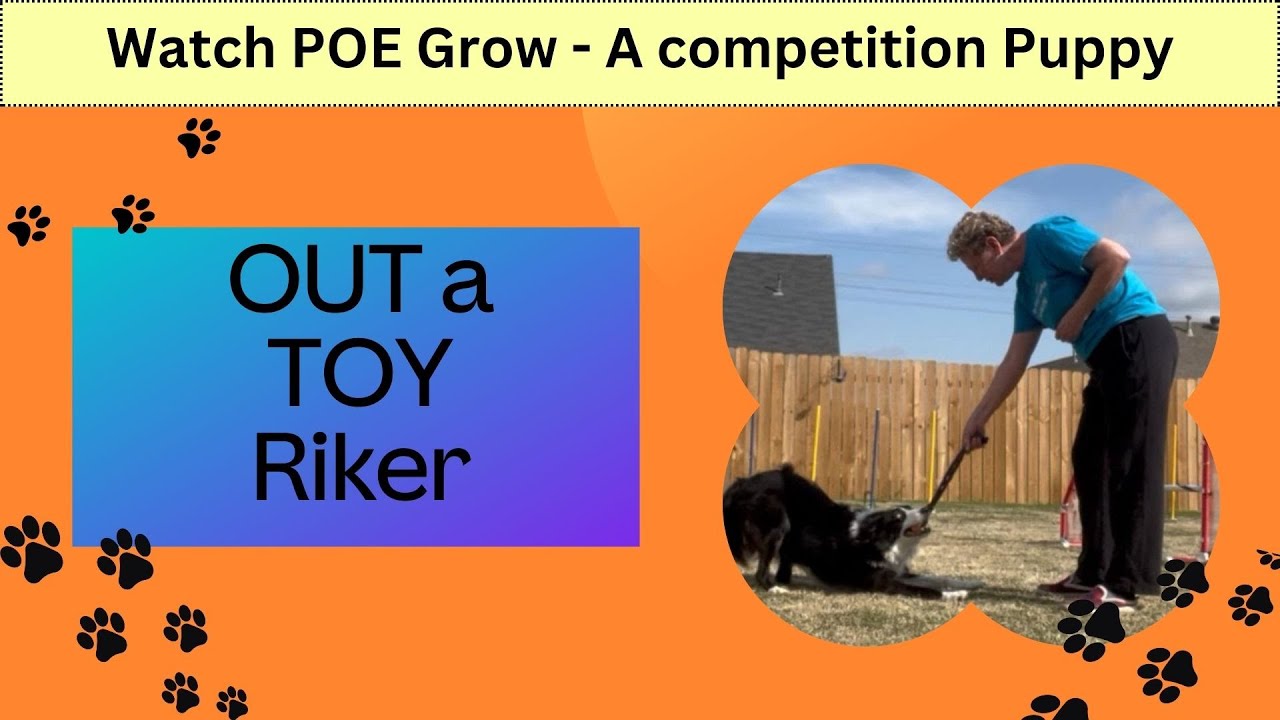 LET GO! OUT for Sticky dogs or dogs that do not want to let GO ...