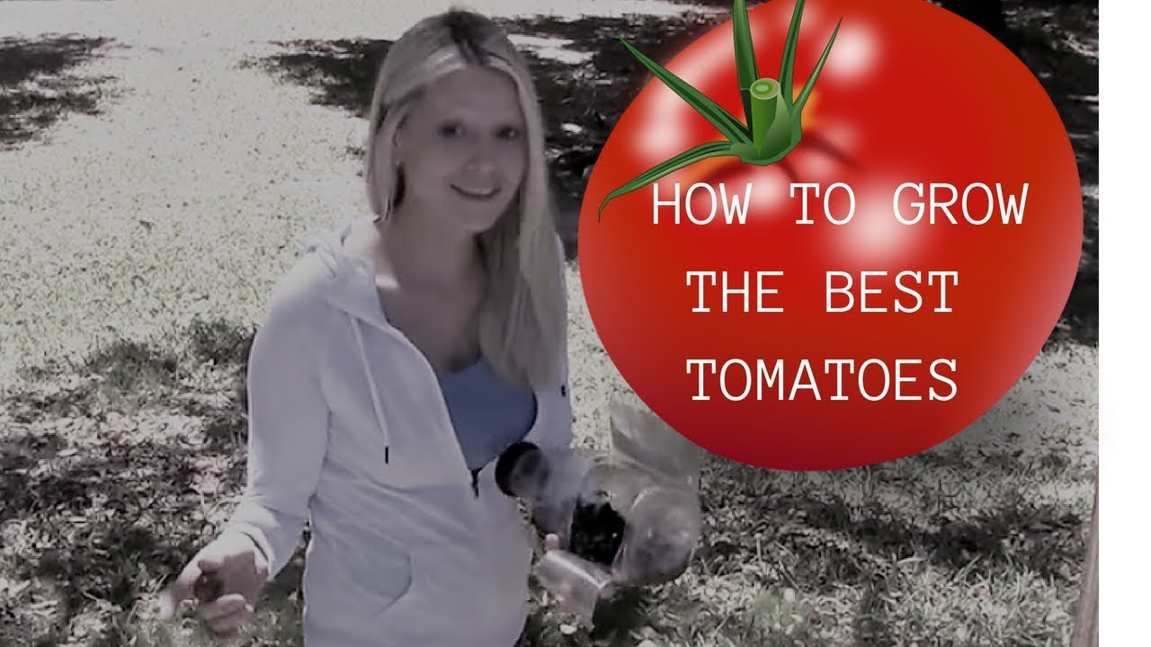 PLANTING A SLICE OF TOMATO EXPERIMENT -DOES IT WORK?? - YouTube