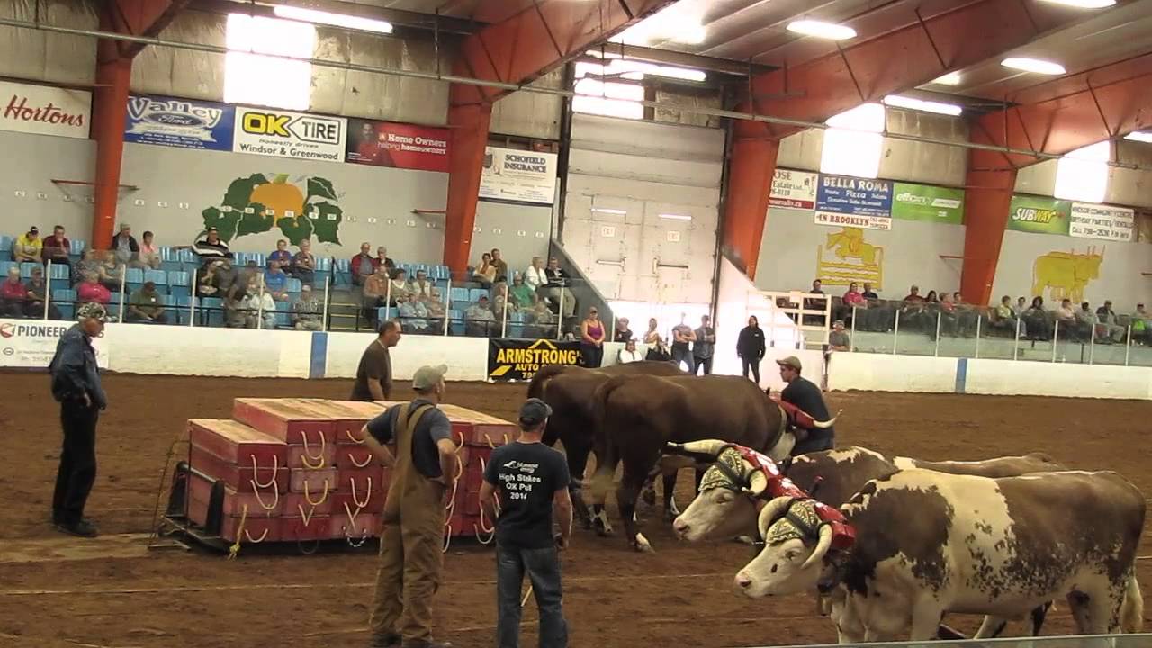 Several Ox Pulls - Raise the Weight some More - YouTube