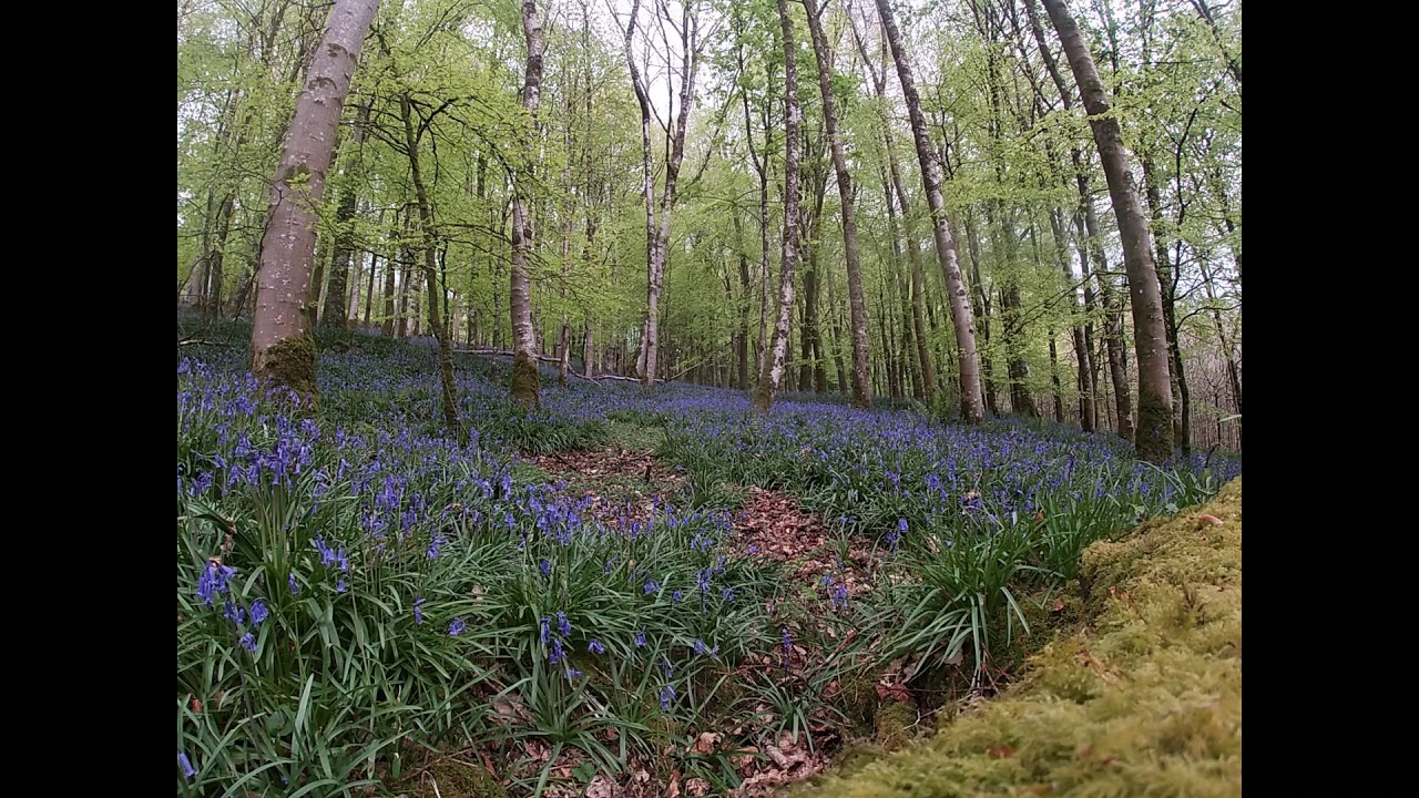 Forest Bathing Ireland, Knockmanny Forest, Augher County Tyrone, April ...