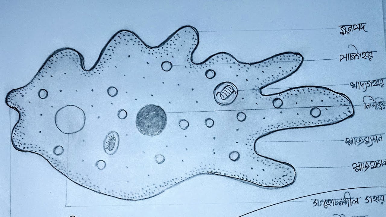 How to draw amoeba||| SSC Biology practical drawing|| - YouTube