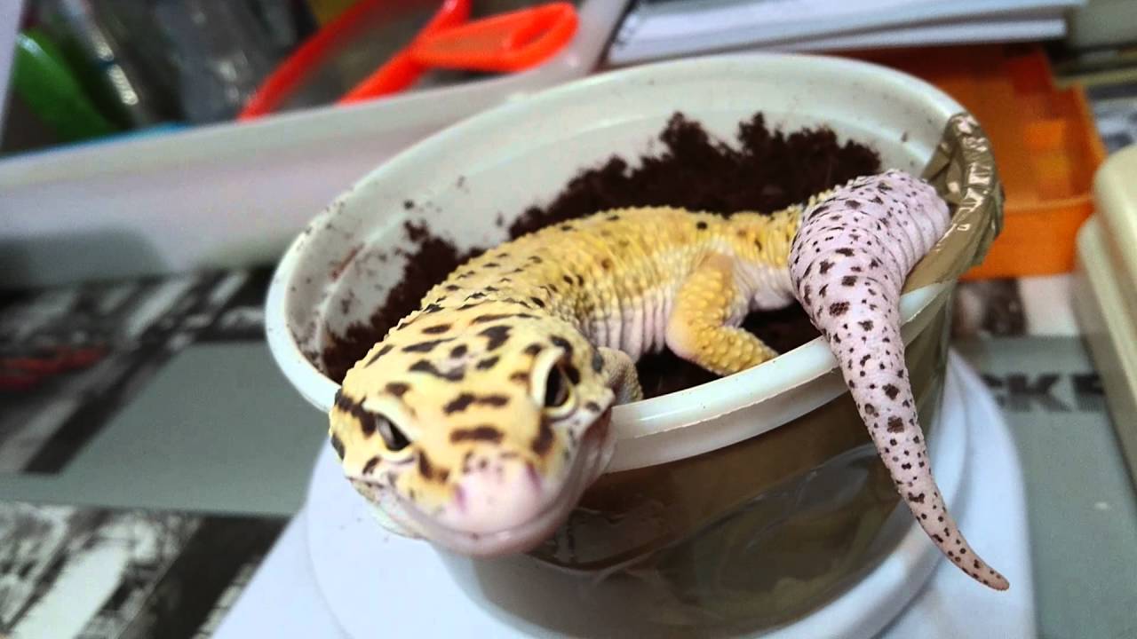 Eclipse leopard gecko - YouTube