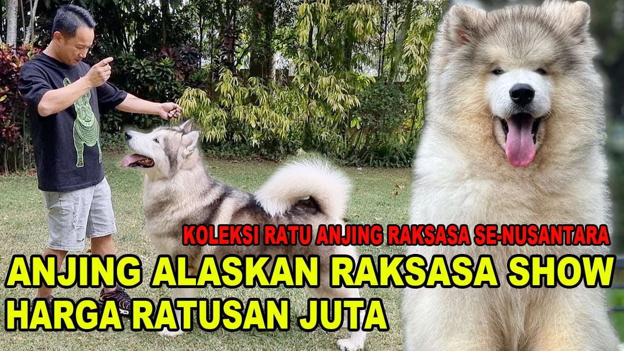Ratu Anjing Raksasa Pamer Anjing Show - YouTube