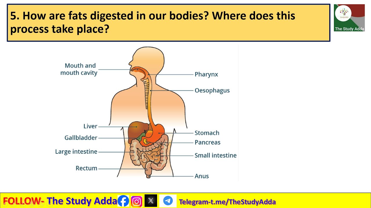 5. How are fats digested in our bodies? Where does this process take ...