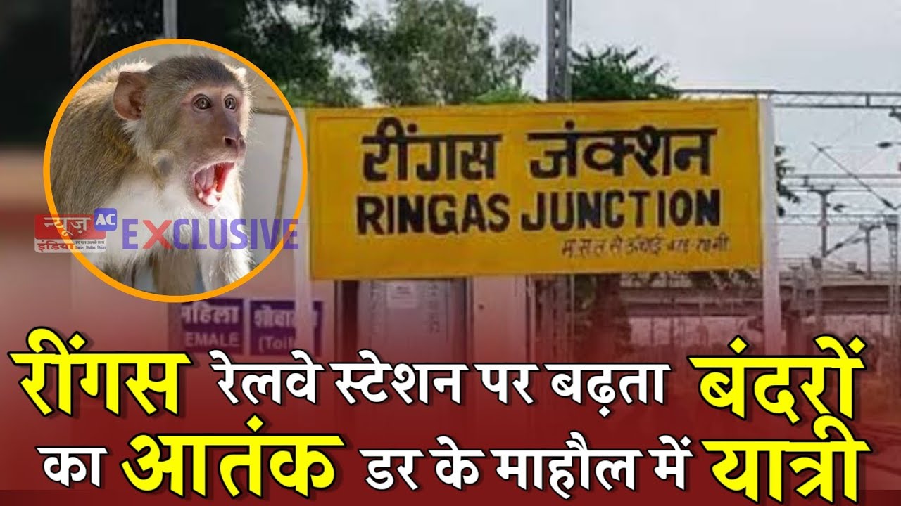 बंदरों के आतंक से परेशान रींगस शहर , स्टेशन पर छोटी बच्ची को काटा ...