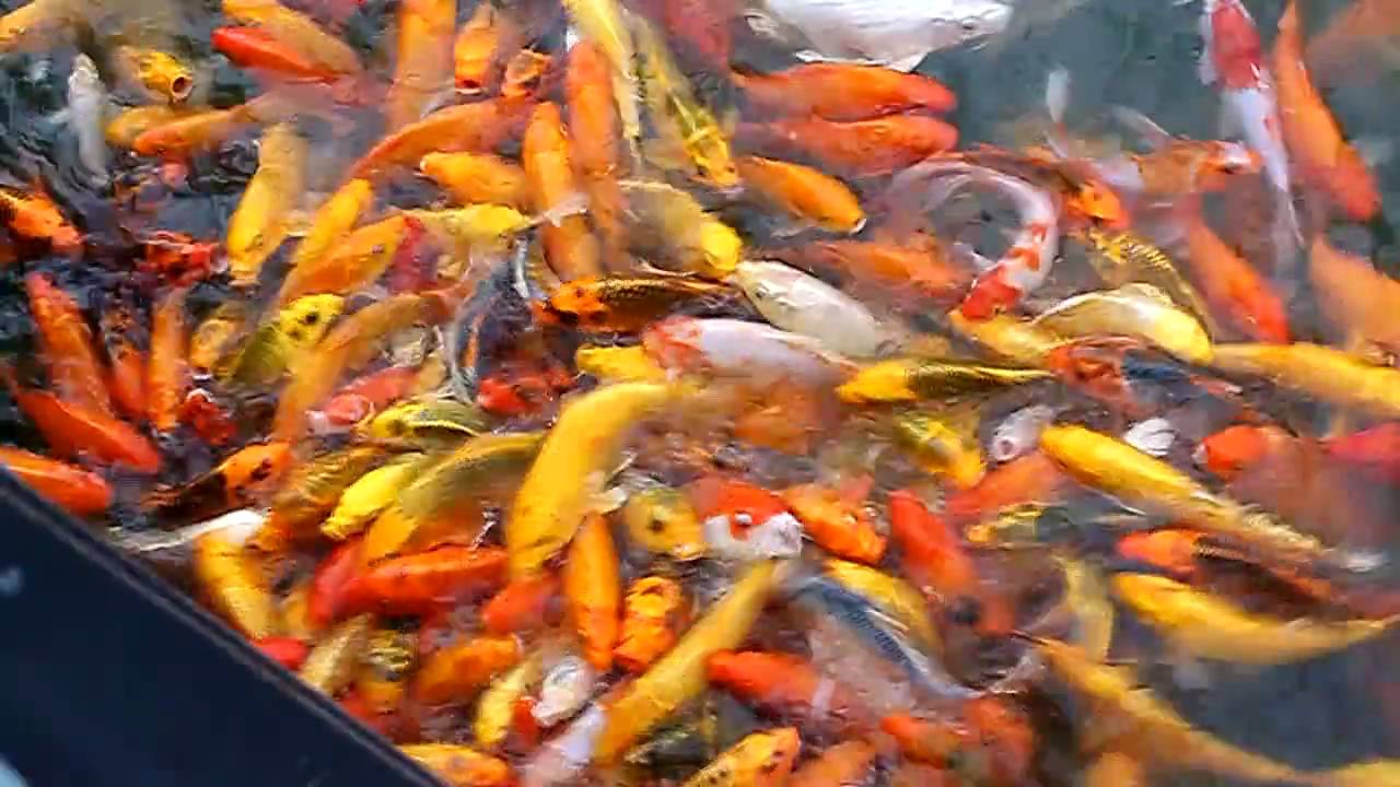Feeding Japanese Koi Fish @ Nuvali, Sta. Rosa Laguna - YouTube