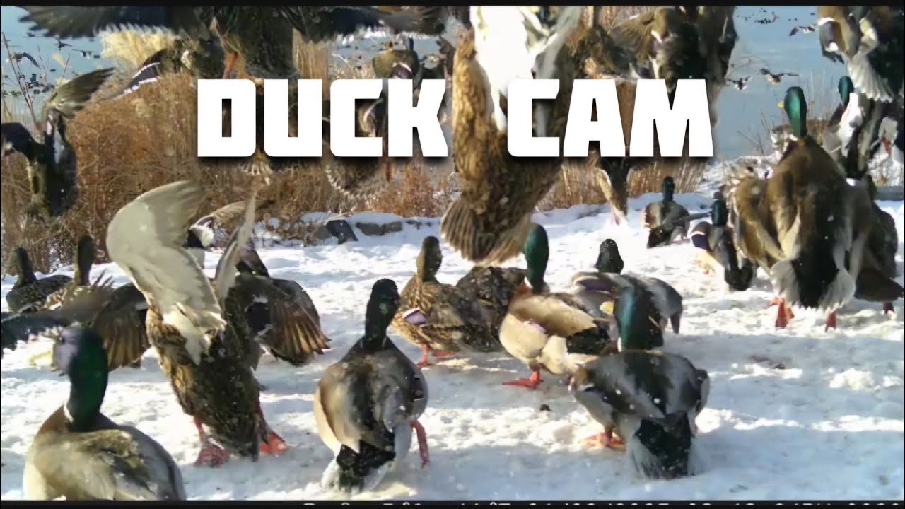 Duck Cam - Wild Mallards and Black ducks feeding - YouTube