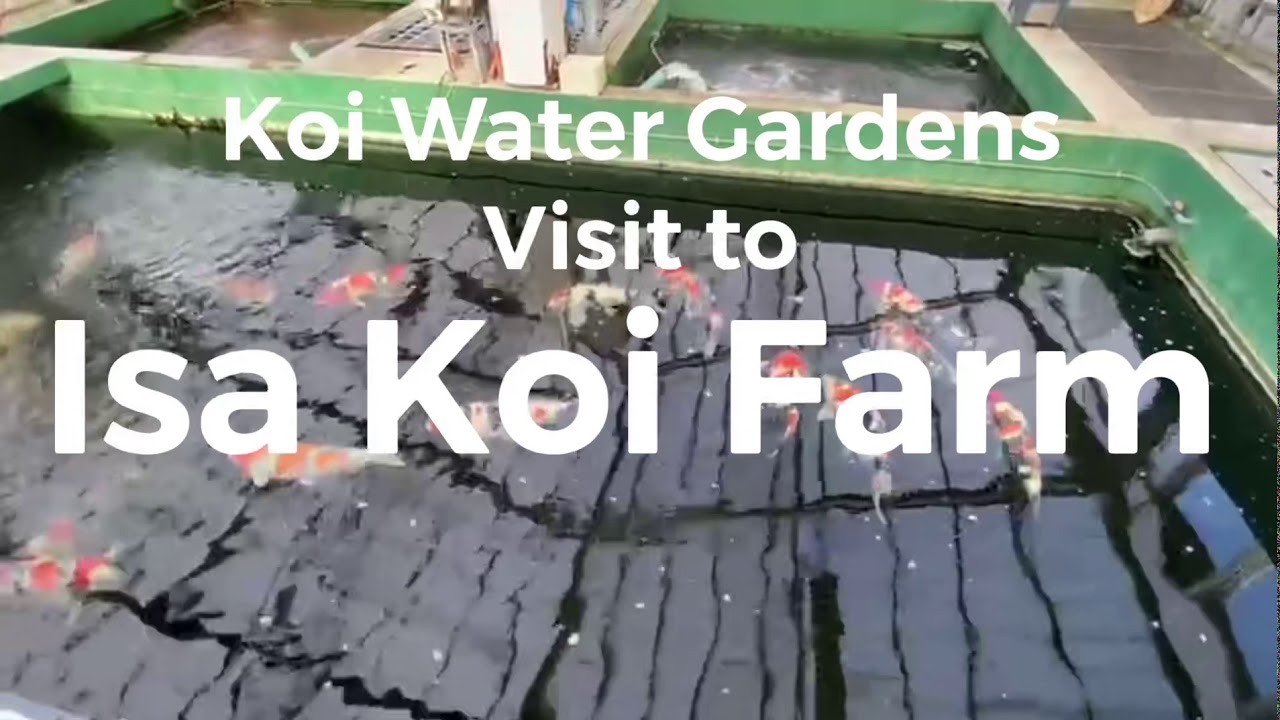 Koi water Garden visit to Isa Koi farm - YouTube