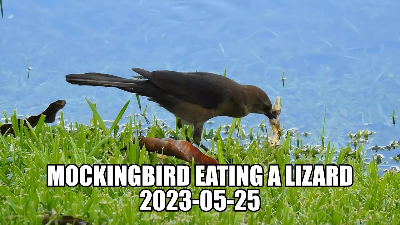 Mockingbird Eating a Lizard || GOD'S CREATIONS - YouTube