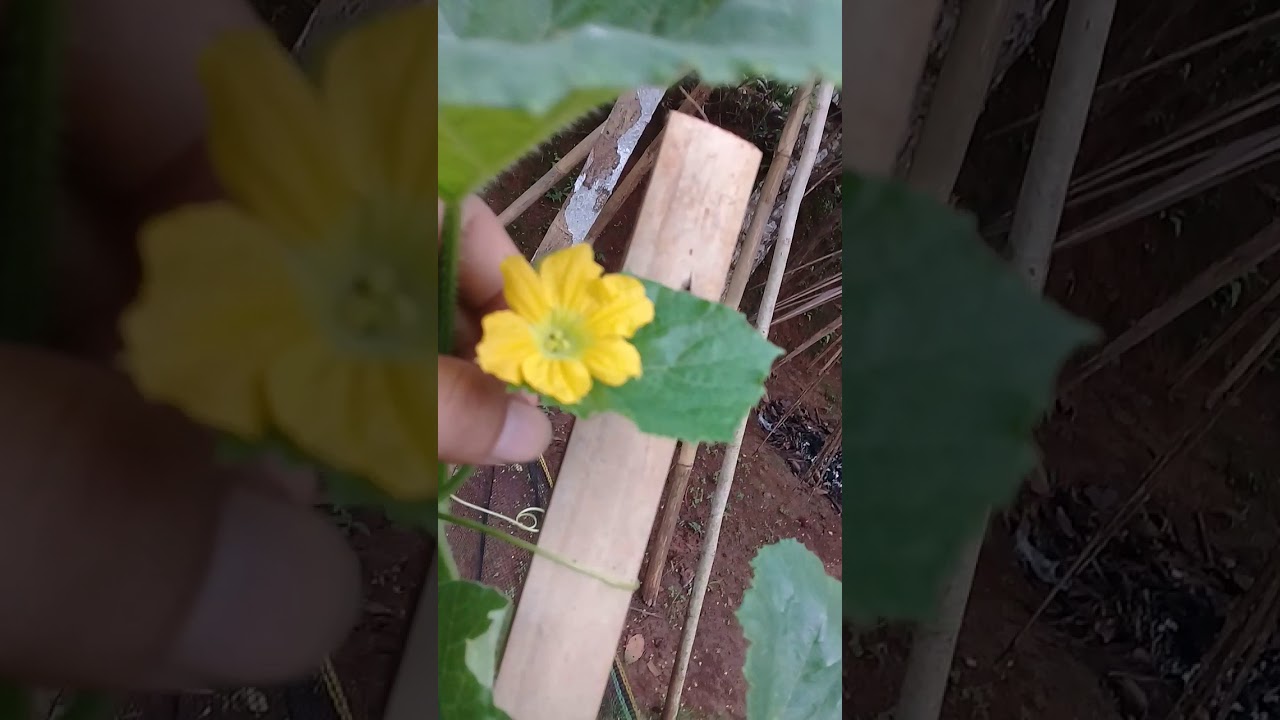 Perbedaan bunga melon jantan dengan bunga melon betina dengan buah ...