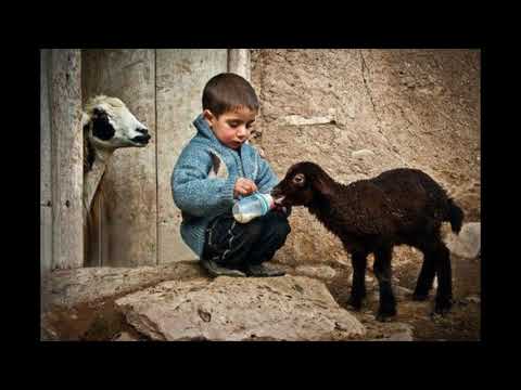 İncitme   /  Abdurrahim Karakoç