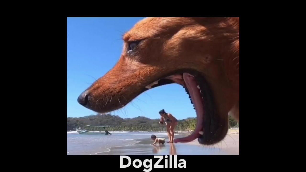 DogZilla - YouTube