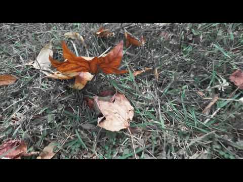 Sonbahar'da Yapraklar | Klip