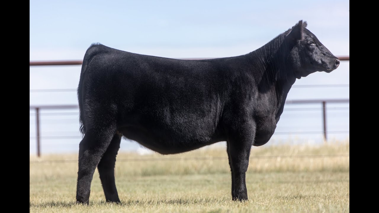 Pohlman Princess 4375 - Lot 6 - YouTube