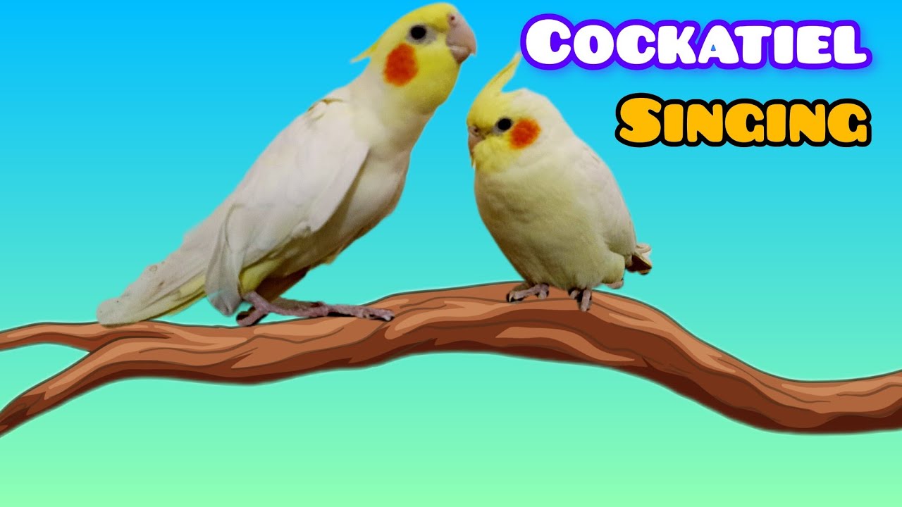 cockatiel singing | cockatiel sounds - YouTube