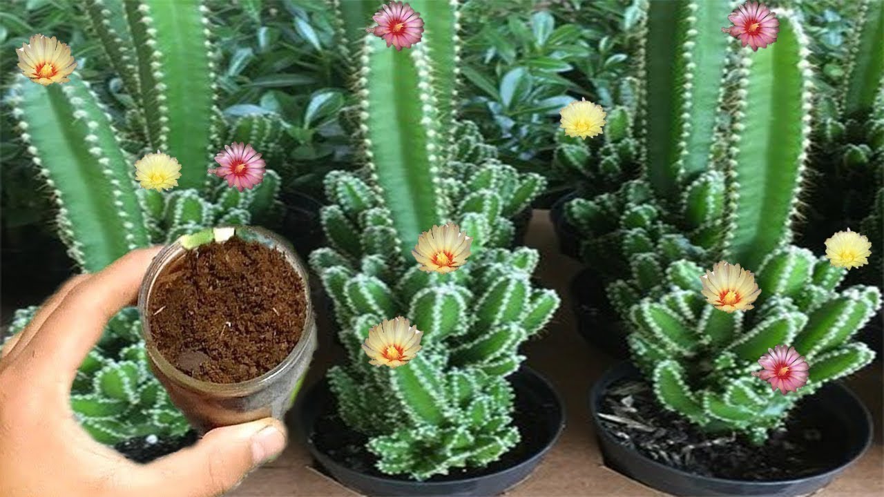 Como fazer cacto dar flor | Veja o incrível resultado - YouTube