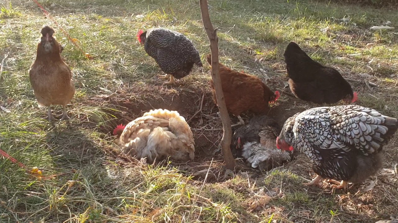 Day spa, chicken style - YouTube