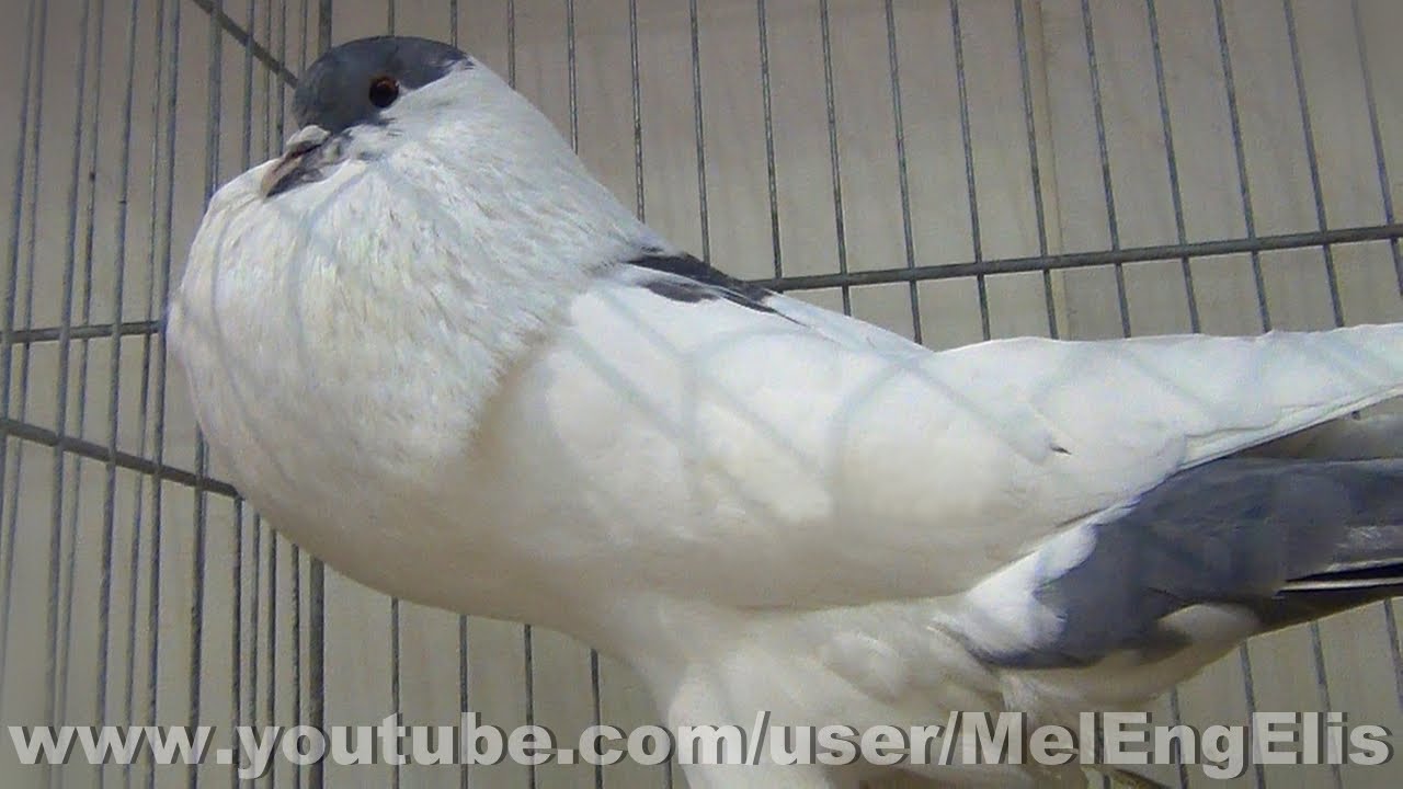 Pigeon Boulant de Louvain bleu - Leuven Pouter - Leuvener Signor - YouTube