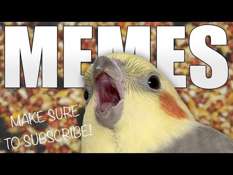 Bird MEMES (re-upload)