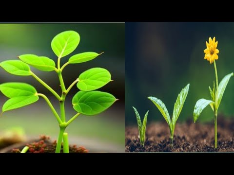 #Grow plants for chatting# indoor & outdoor plants my beautiful plants ...