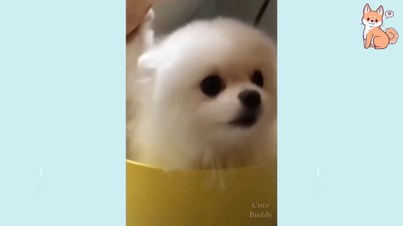 Cute funny Puppies Compilation # acute cute puppies mania - YouTube
