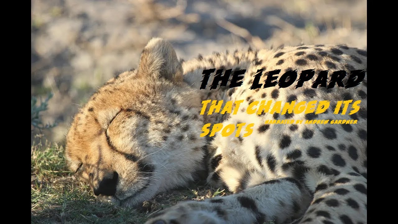 CH5 - Nature Documentary - Call of the Wild: The Leopard that Changed ...