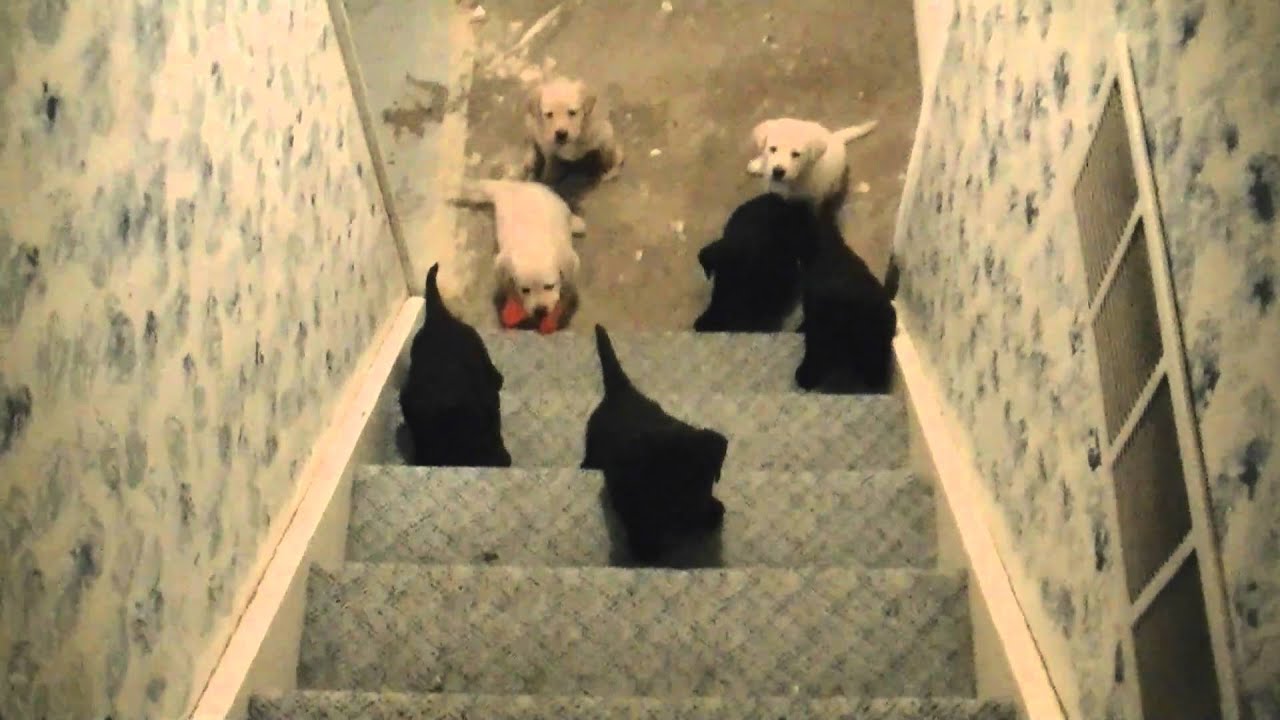 Puppies climbing stairs - YouTube