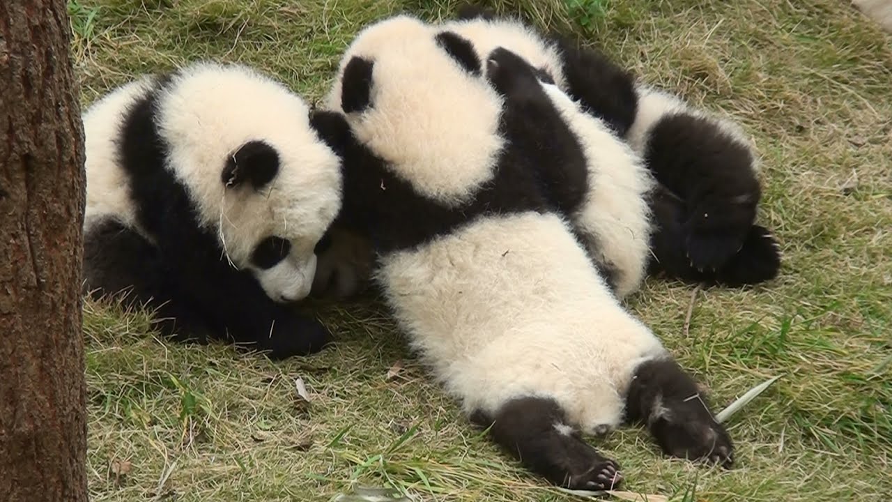Seven Panda Babies 熊猫 パンダ - YouTube