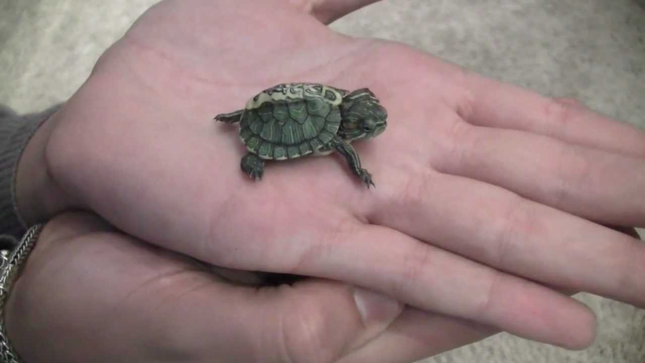 Rare "Mohawk Slider" - RES Turtle Mutation *Unboxing* - YouTube