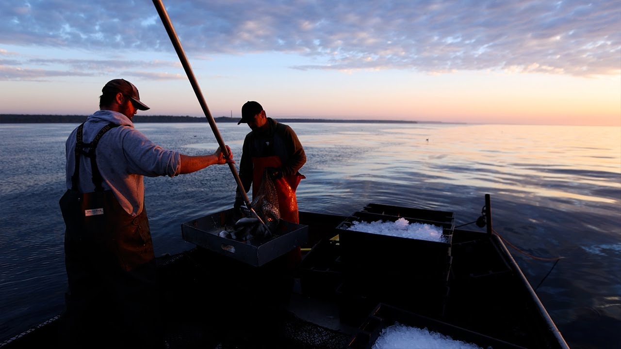 Mi Fresh Fish: Commercial Fisherman - YouTube