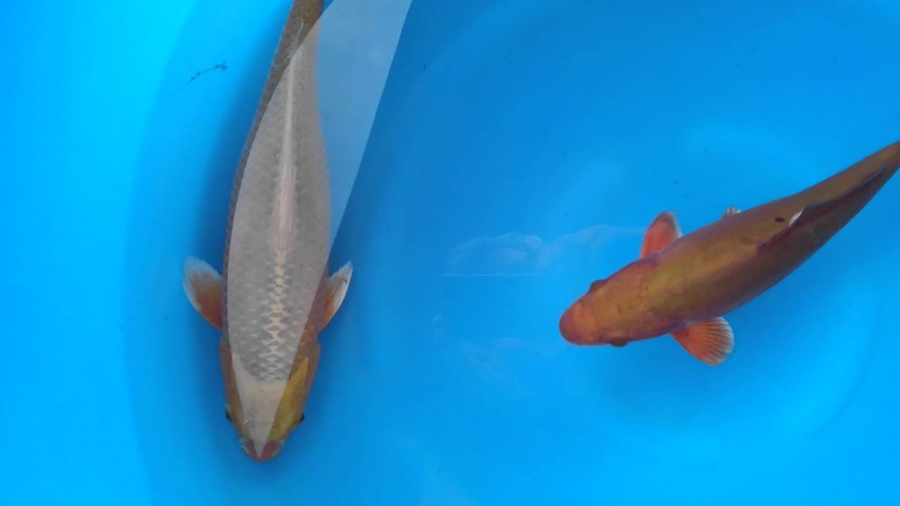 Tosai Mix: Doitsu Chagoi, Koyo; Golden Mukashi, Koi - YouTube
