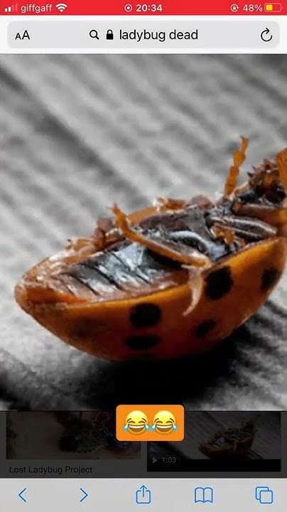 Ladybug ladybug fly away home 😂😂 - YouTube