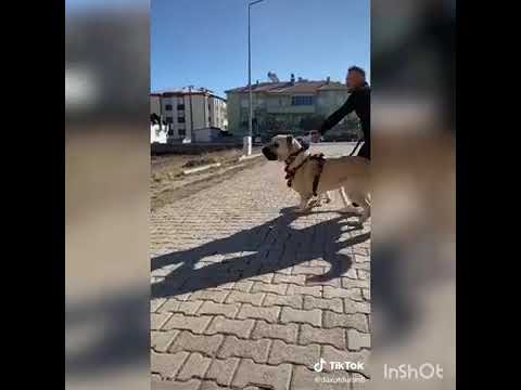 Kangal Efsanesi Kangal tiktok #10 iyi seyirler