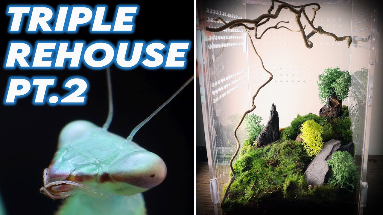 Designing 3 MANTIS enclosures - Part 2 [DESIGN & REHOUSE] - YouTube