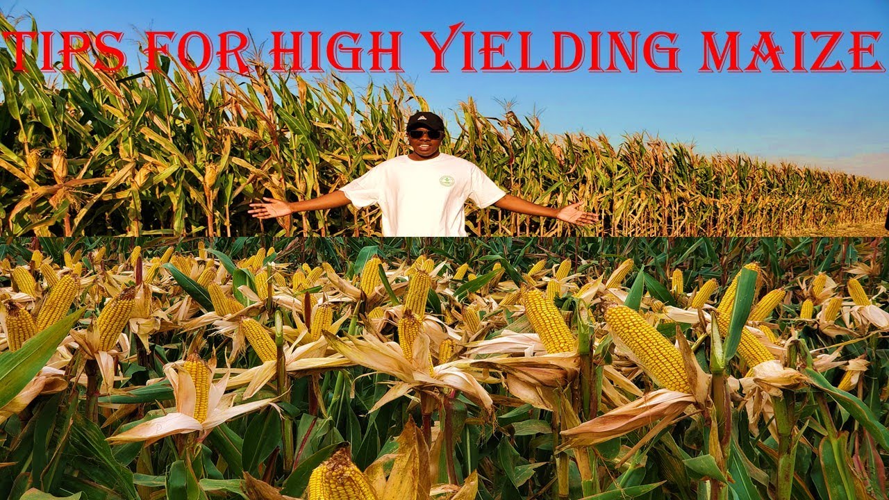 How to Get High Maize Yields| Consider these Tips for High Yielding ...