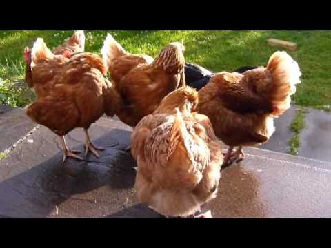 Preening Chickens - YouTube