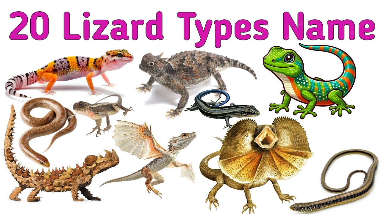 Types of Lizards for Kids | Learn Lizard Names with Pictures & Sounds ...