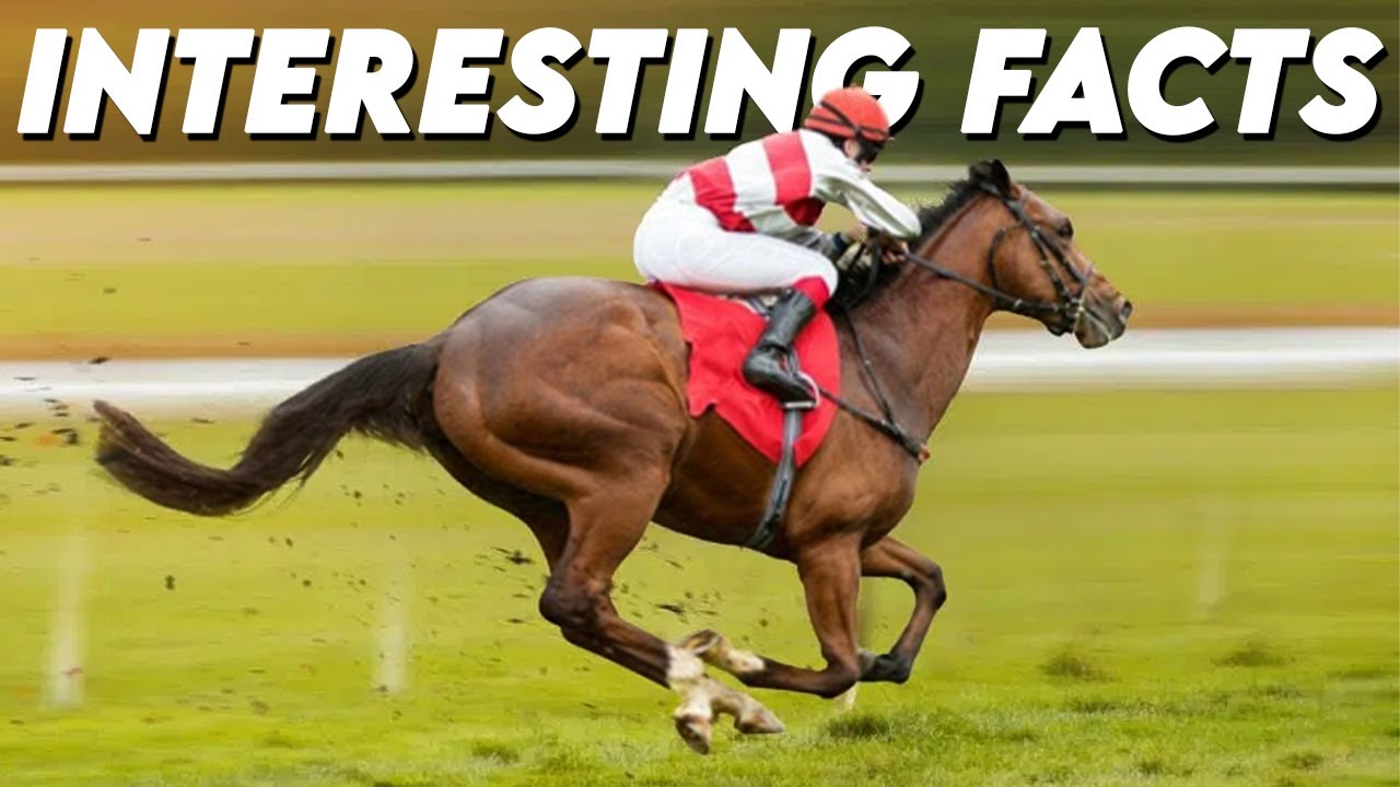 The Ultimate Horse Racing Fact Countdown: 10 Facts You Can't Miss - YouTube