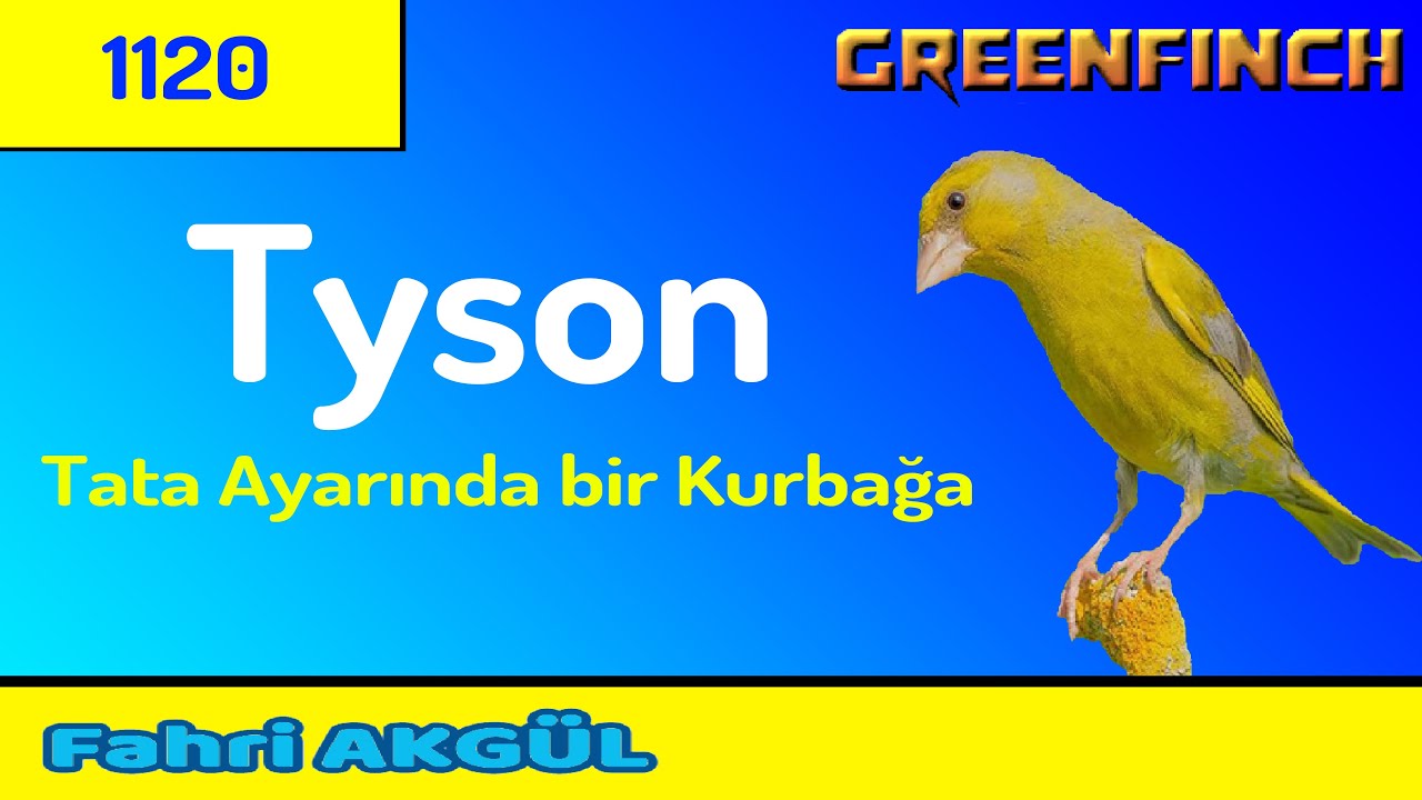 Greenfinch Song 1120 - Tyson Tata ayarında Kurbağa Makarası ve canalye ...