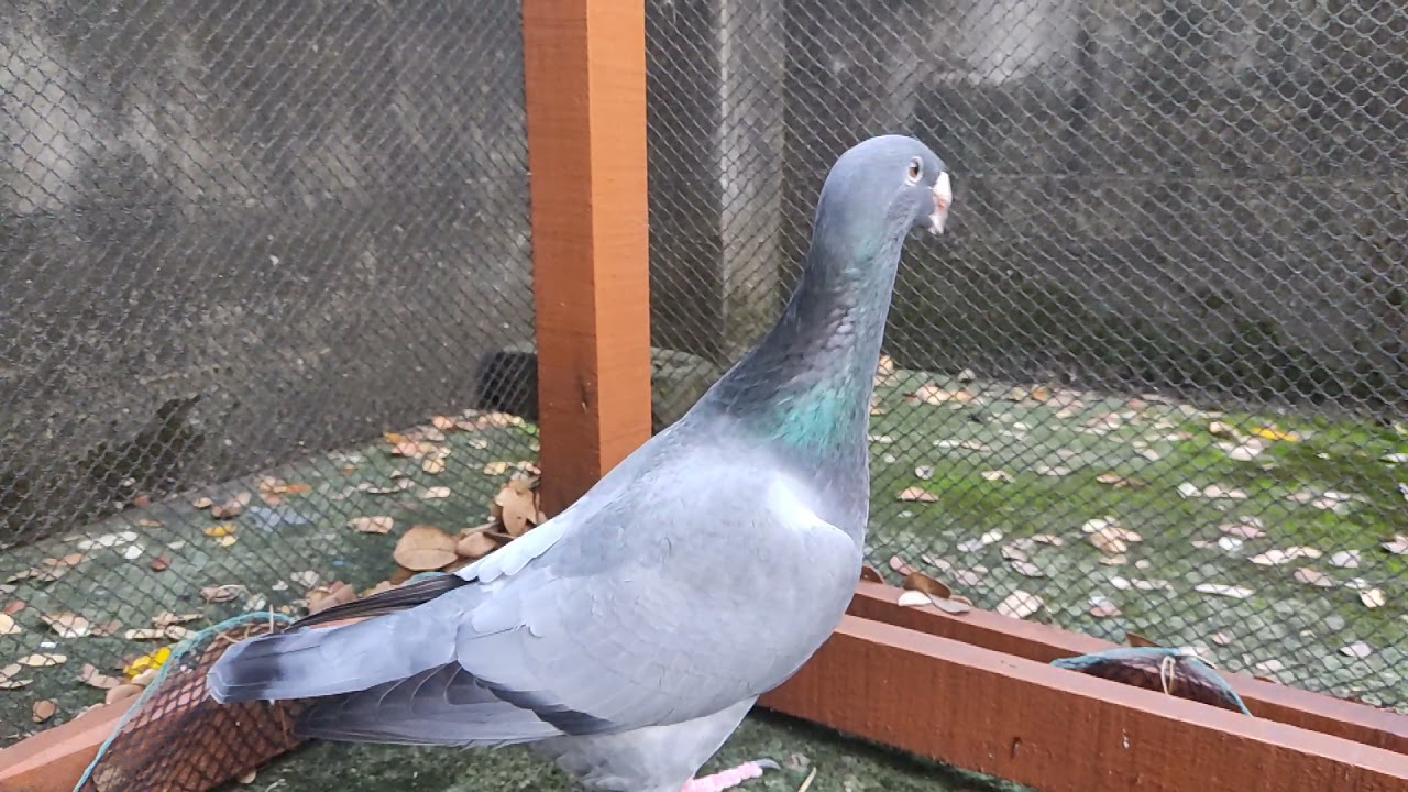 Blue Barless Beauty Homar Male Running - - ব্লুবারলেস বিউটি হোমা ...