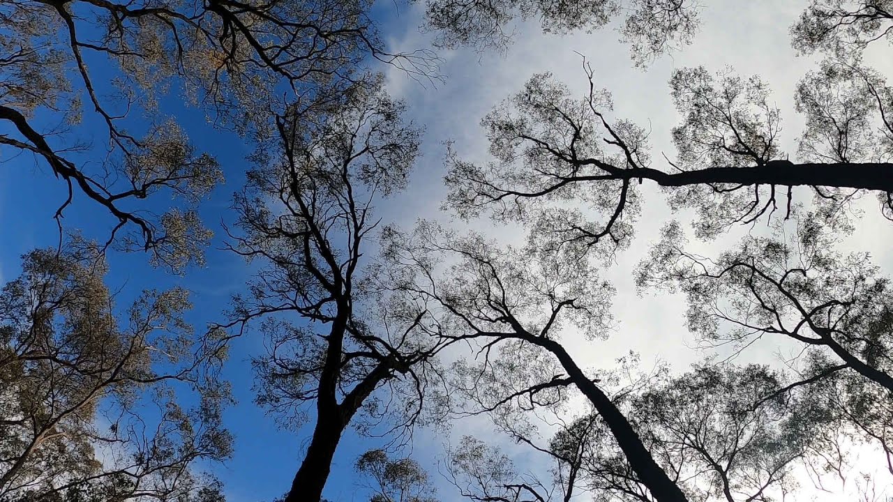 a peaceful walk through the Australian bush - hiking in nature - YouTube