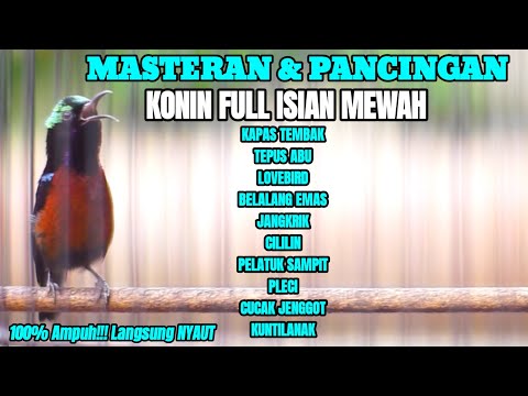 KOLIBRI NINJA FULL NEMBAK TONJOLAN MEWAH COCOK BUAT MASTERAN DAN PANCINGAN KONIN