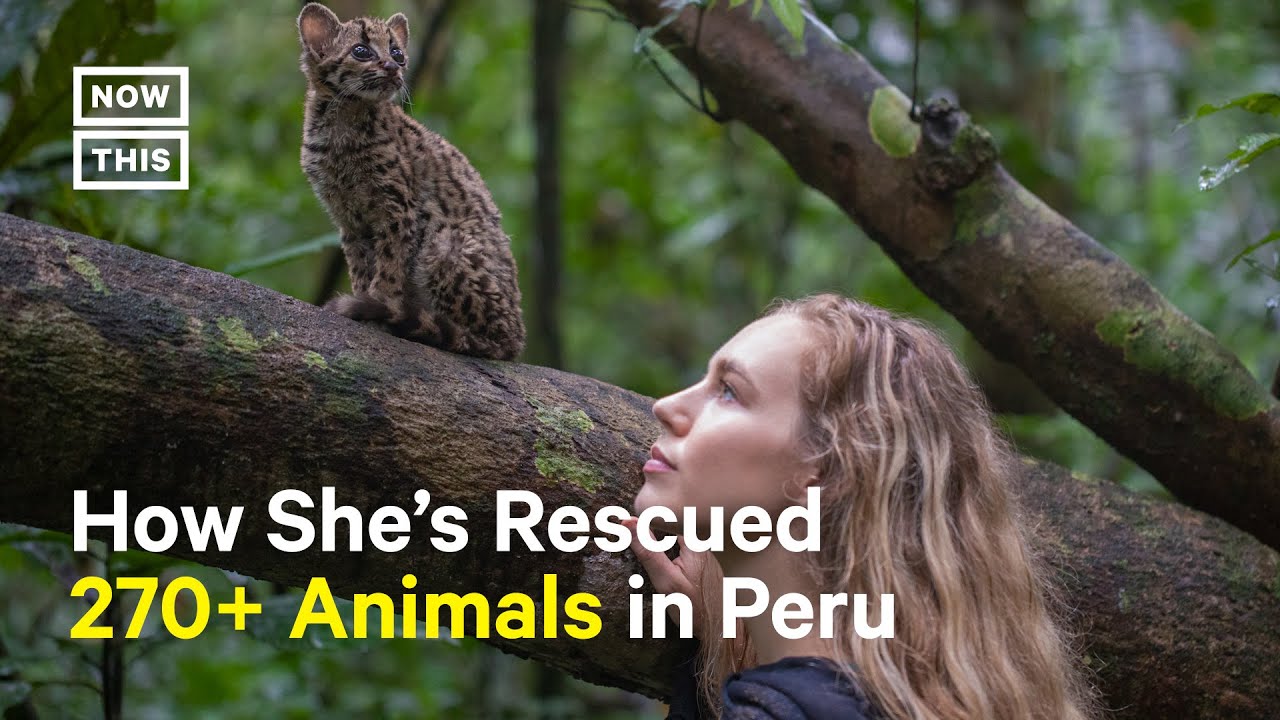 Amazon’s ‘Wildcat’ Doc Tells the Story of This Conservationist’s Work ...