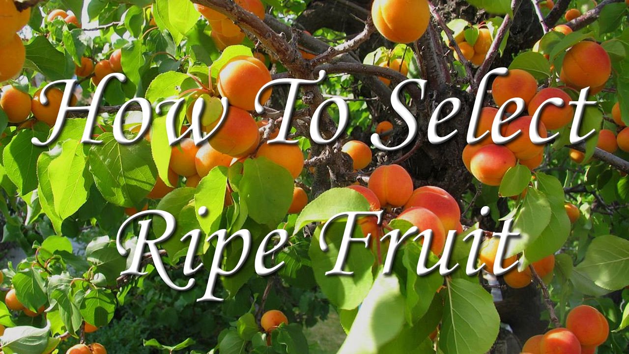Day 22 ~ How To Select Ripe Fruit - YouTube