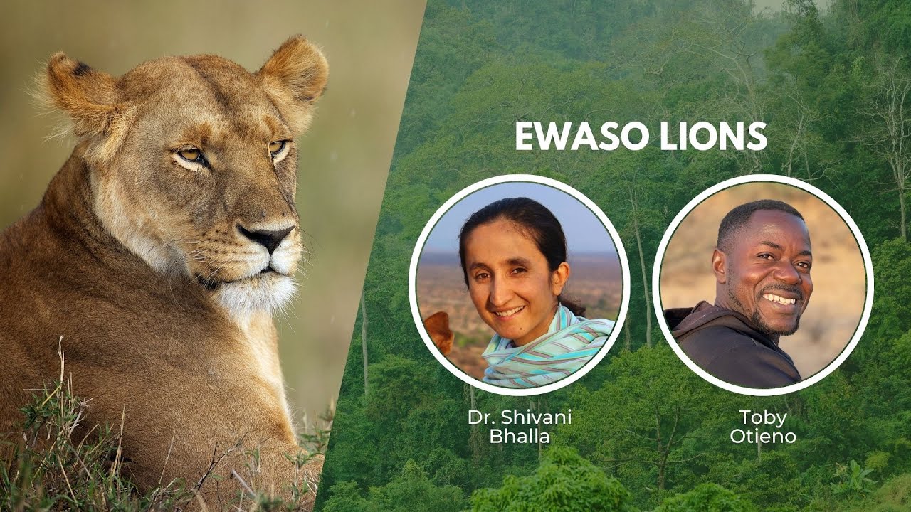 Community Based Efforts to Protect Lions in Kenya | Wildlife ...