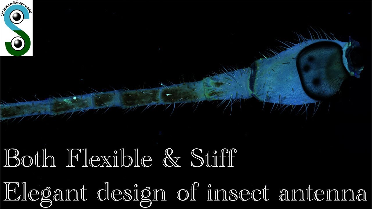 How to be both flexible and stiff? A lesson from insect antenna. - YouTube