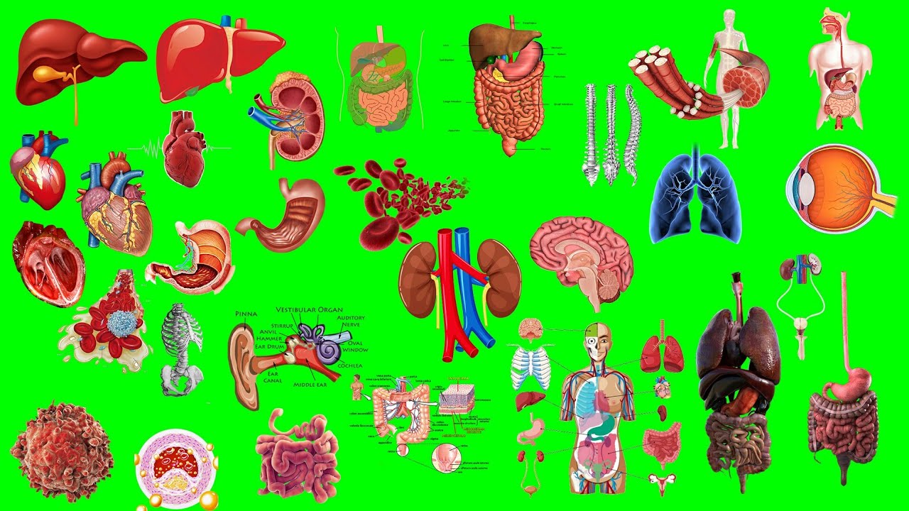 Green Screen HD Human Body Parts Vector | Human Anatomy Green Screen ...